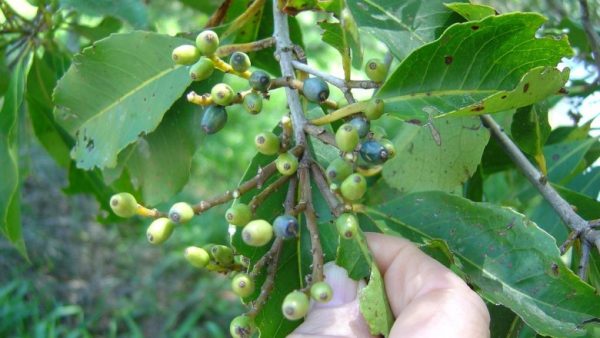 Joss powder’s uses you might not know - Wodagri