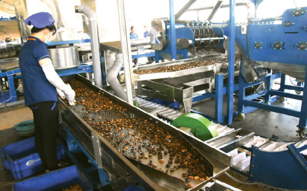 Qualified Cashew Production Process - Wodagri