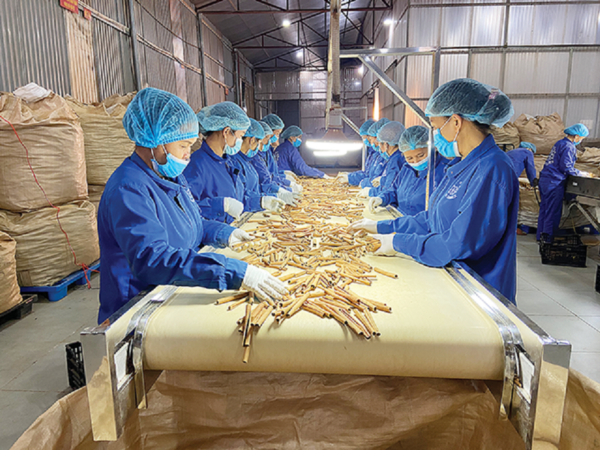 Vietnam is the world's third largest cinnamon producer - Wodagri